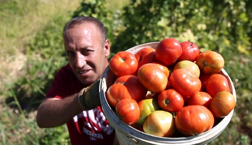 "Guldar domatesi" coğrafi işaretle tescillendi - Patronlar Dünyası
